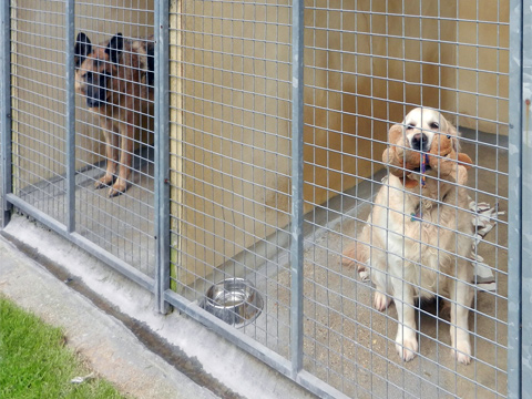 Boarding Kennels in Bedmond, Herts - Verulam Farm Kennels & Cattery