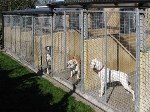 Boarding Kennels in Bedmond, Herts - Verulam Farm Kennels & Cattery